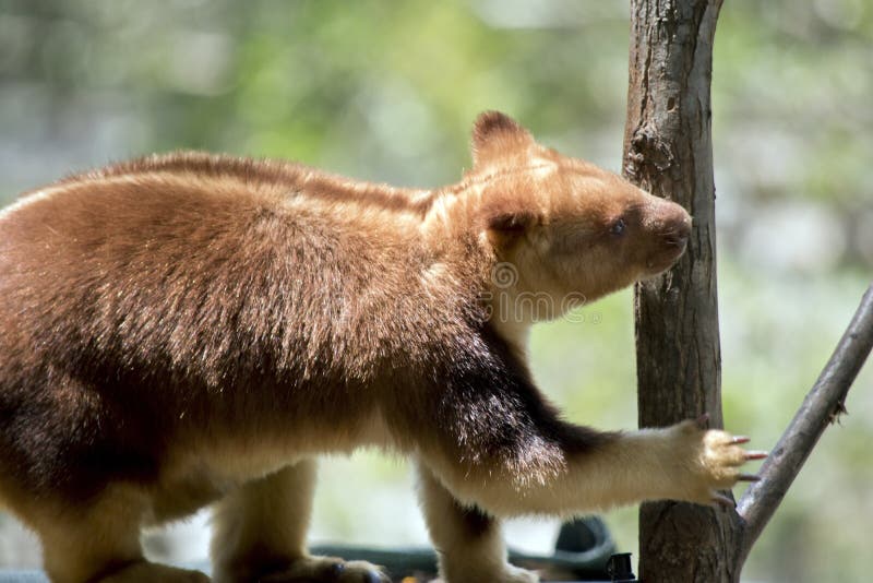 The Tree Kangaroo is Climbing Up a Branch Stock Image - Image of animal ...