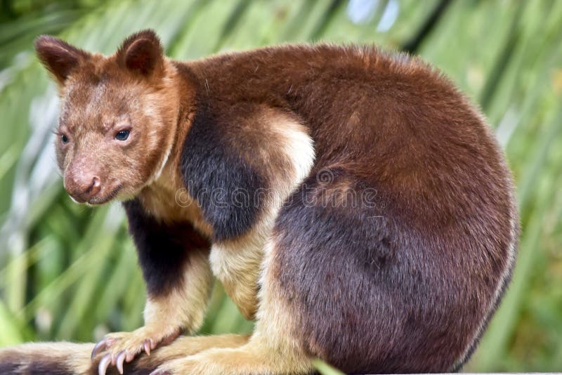 A tree kangaroo stock image. Image of marsupial, claws - 130504793