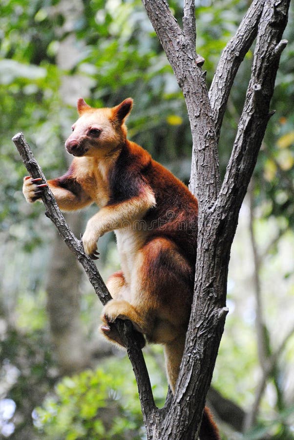 Tree Kangaroo (Dendrolagus) in Australia Stock Photo - Image of symbol ...