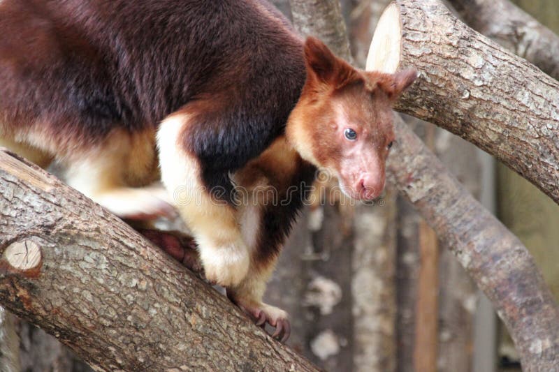 Tree Kangaroo (dendrolagus) in a Zoo - France Stock Image - Image of ...