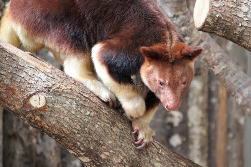 Tree Kangaroo (dendrolagus) in a Zoo - France Stock Image - Image of ...