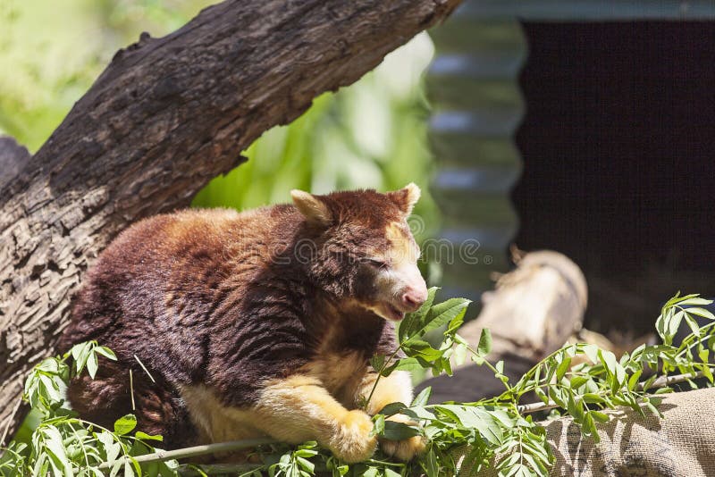 A Tree Kangaroo Having a Meal Stock Image - Image of look, meal: 78254815