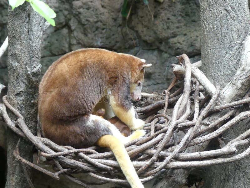 Tree Kangaroo in Her Nest with Her Baby Stock Photo - Image of baby ...
