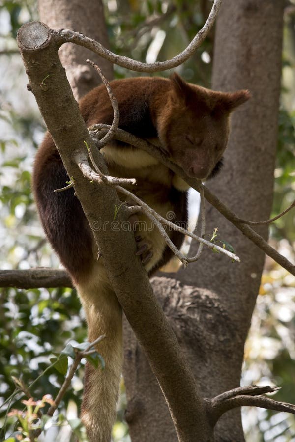 A tree kangaroo stock image. Image of natural, brown - 132198553
