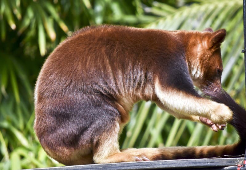 A tree kangaroo stock image. Image of marsupial, resting - 130509741