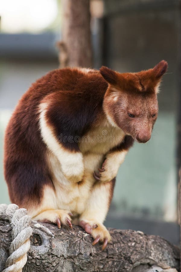 Red Tree Kangaroo stock image. Image of tree, love, light - 44853685