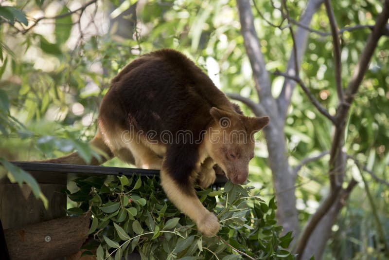 A tree kangaroo stock photo. Image of eating, tree, eyes - 111901208