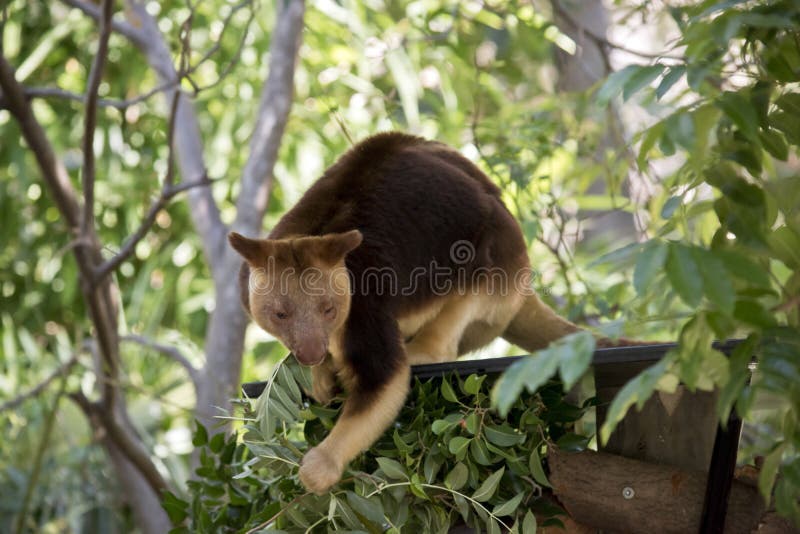 A tree kangaroo stock image. Image of bear, kangaroo - 112780173