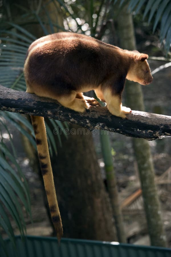 A tree kangaroo stock photo. Image of climbing, long - 126276312