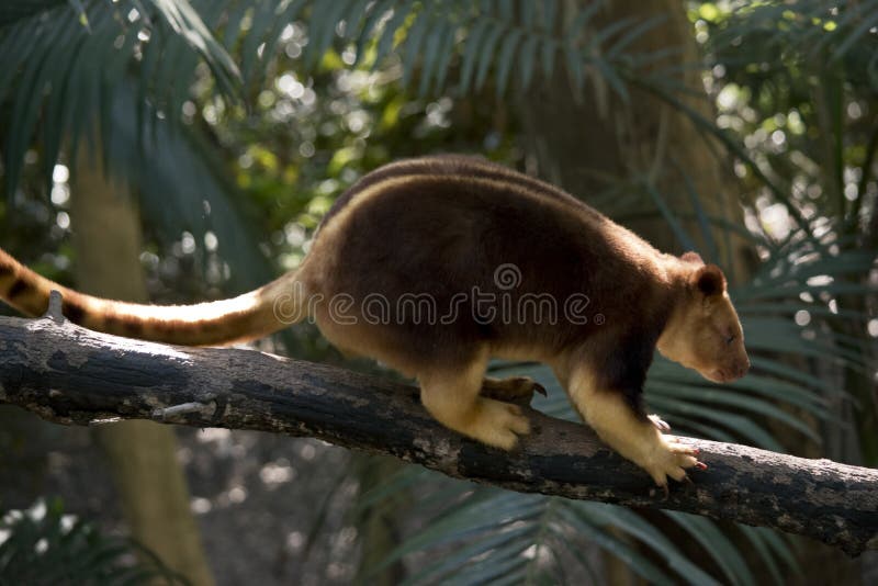 A tree kangaroo stock image. Image of australia, kangaroo - 126276381
