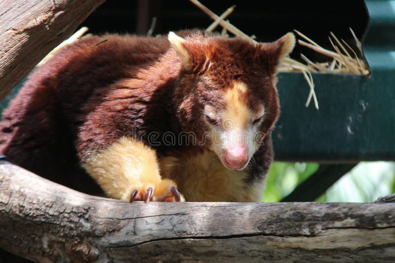 Tree Kangaroo in a Zoo in Adelaide - Australia Stock Photo - Image of ...