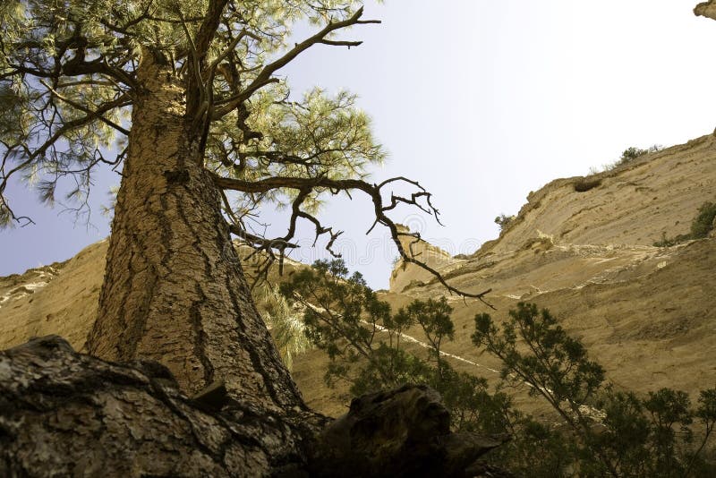 Tree Kasha-Katuwe Tent Rocks Monument Stock Photo - Image of hill ...