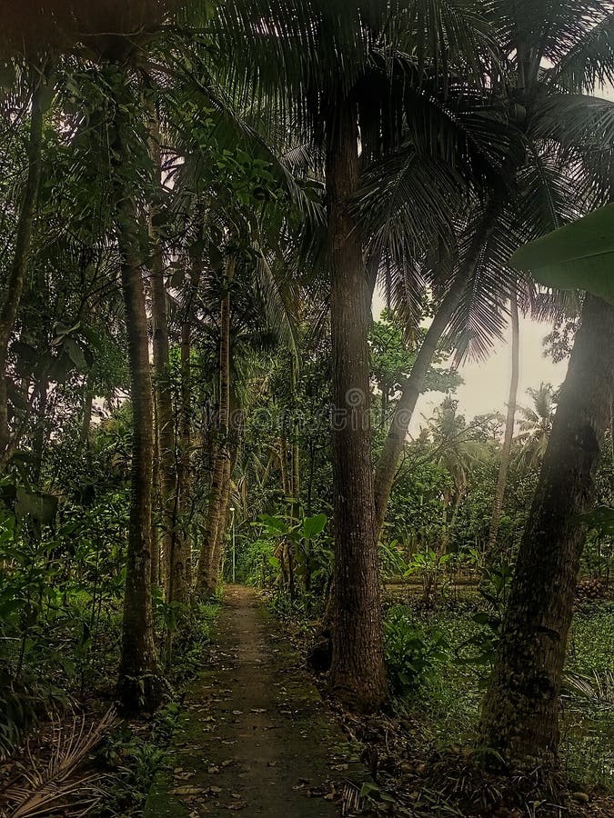 Tree kebun hutan jungle stock photo. Image of hutan - 265168724