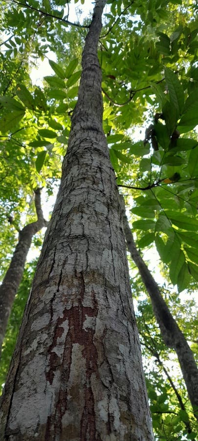 Tree Ketapang Forest Green Long Stock Image - Image of tree, long ...