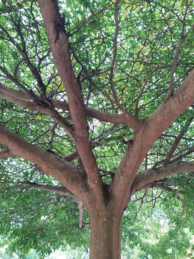 Tree of ketapang kencana stock photo. Image of deciduous - 264128140