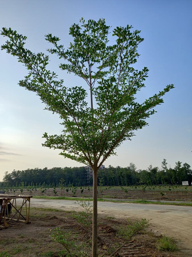 Ketapang Kencana Terminalia Mantaly is a Kind of Shade Plant in the ...