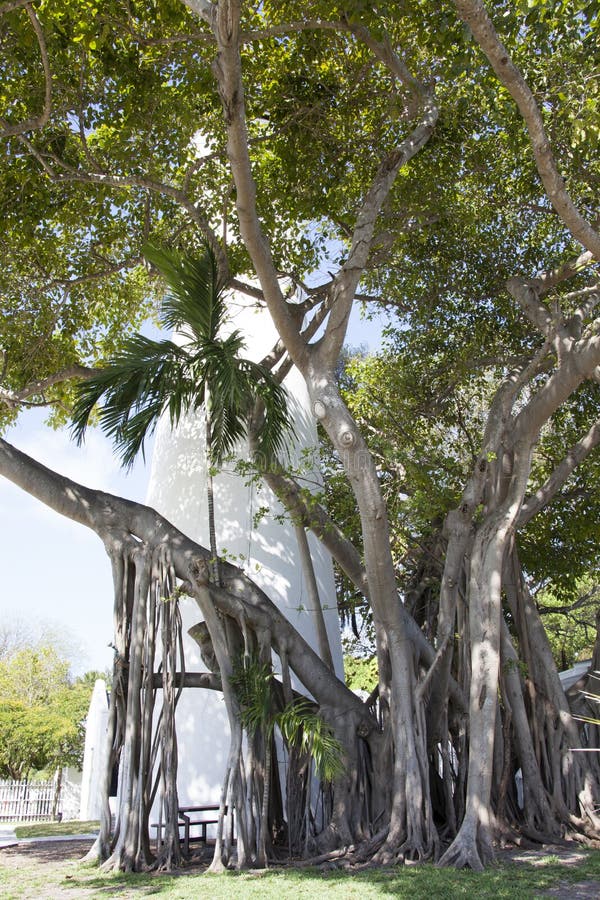 The Tree by Key West Lighthouse Stock Image - Image of west, places ...