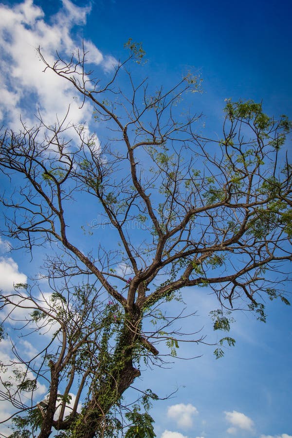 Tree in khao yai 13.00 stock photo. Image of khao, wallpaper - 83549922
