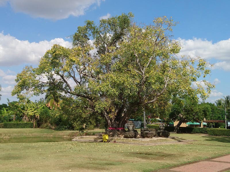 The tree at Khmer Castle stock image. Image of castle - 134480975
