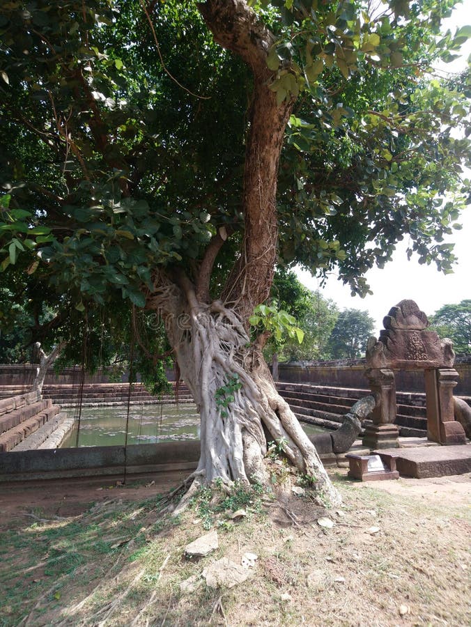 The tree at Khmer Castle stock photo. Image of muang - 130175830