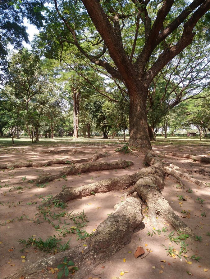The tree at Khmer Castle stock photo. Image of crockery - 130184302