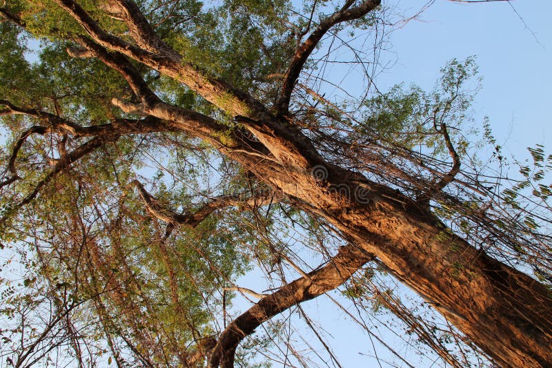 Tree at Khone Island (laos) Stock Image - Image of foliage, tree: 315925461