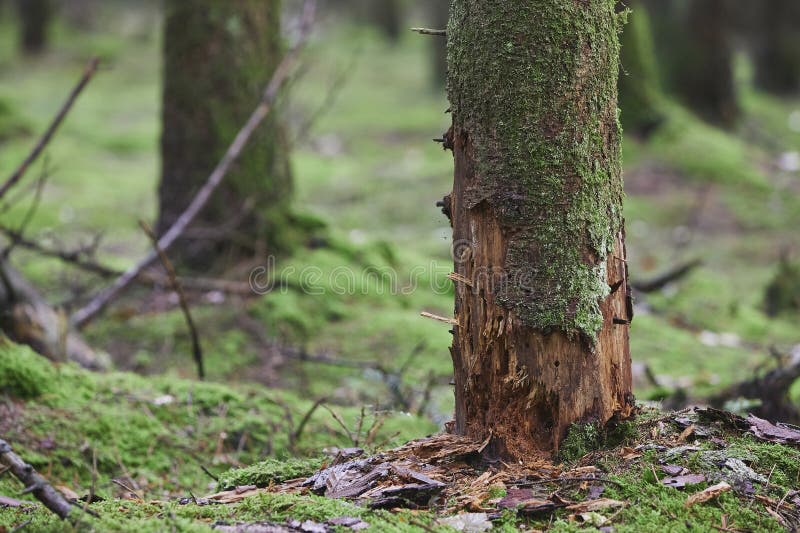 A Tree Killed by Parasites in a Forest in Denmark Stock Image - Image ...