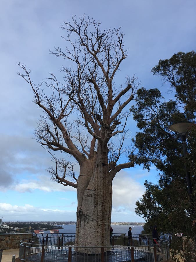 Tree editorial photo. Image of tree, view, kings, perth - 119675676