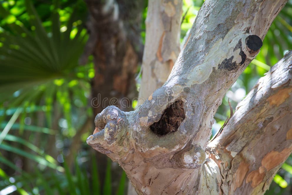 Tree Knob stock photo. Image of woods, forest, spiritual - 71372184