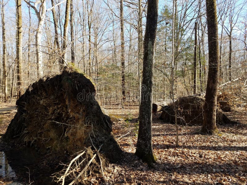 Tree Knocked Over from Strong Winds in Forest Stock Photo - Image of ...