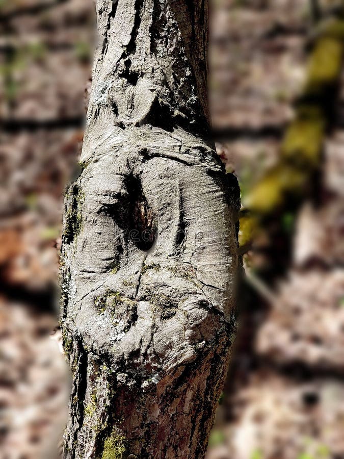 Tree with Knot stock photo. Image of wood, sculpture - 179092868