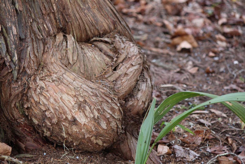 Tree Knot stock photo. Image of gardens, tree, plant - 56774100