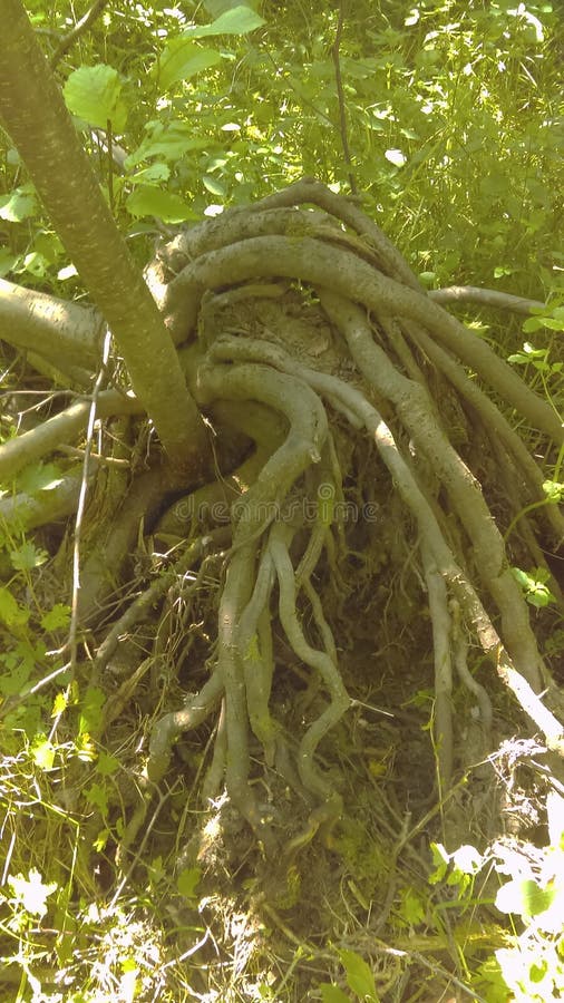 Tree knot stock image. Image of trunk, food, jungle - 227117061