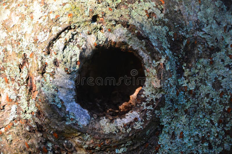 Tree knothole stock image. Image of wood, lichen, tree - 94778561