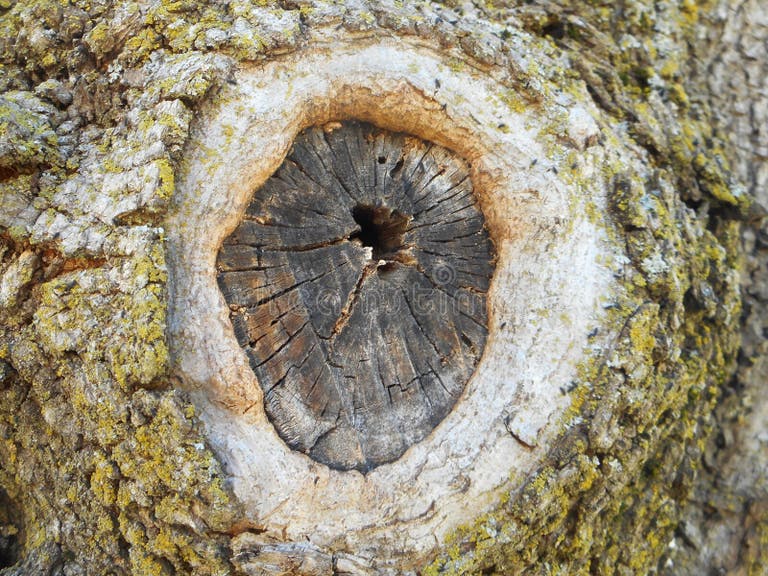 Tree knothole 2 stock photo. Image of trees, forest, tree - 90288072