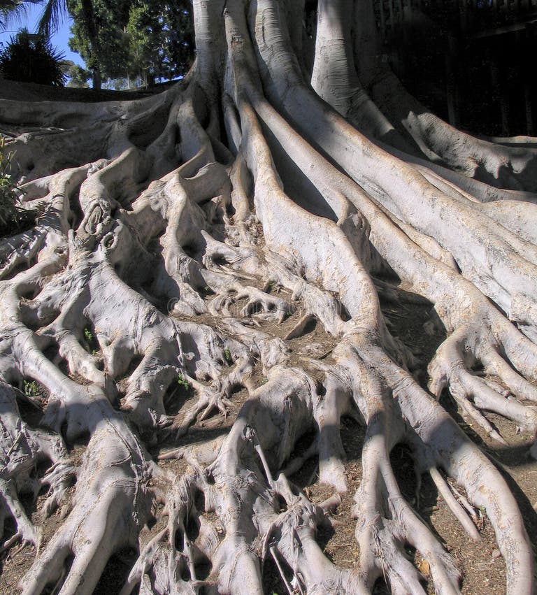 2,991 Desert Roots Stock Photos - Free & Royalty-Free Stock Photos from ...