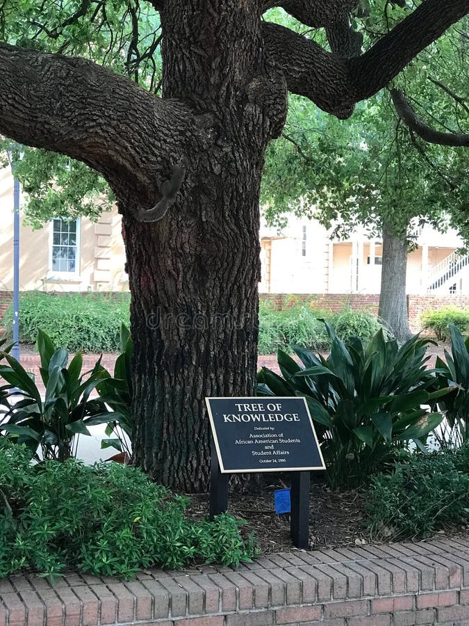 The Tree of Knowledge on the Campus of the University of South Carolina ...