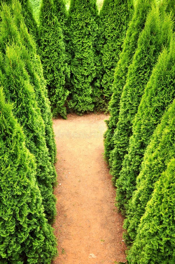 Tree labyrinth stock image. Image of labyrinth, ornamental - 43589043