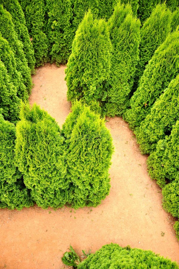 Tree labyrinth stock photo. Image of color, park, grass - 43589146