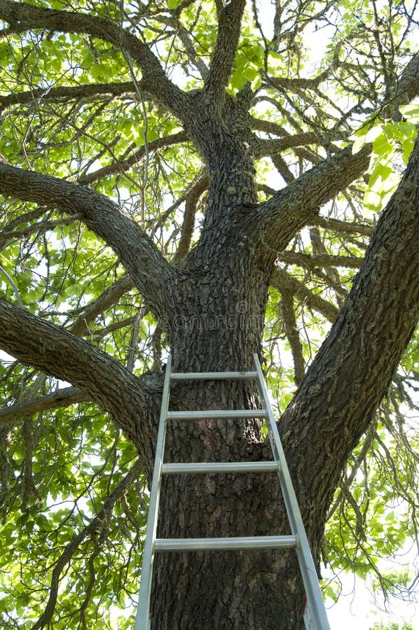 Tree Ladder stock photo. Image of nature, ladder, spring - 15026268