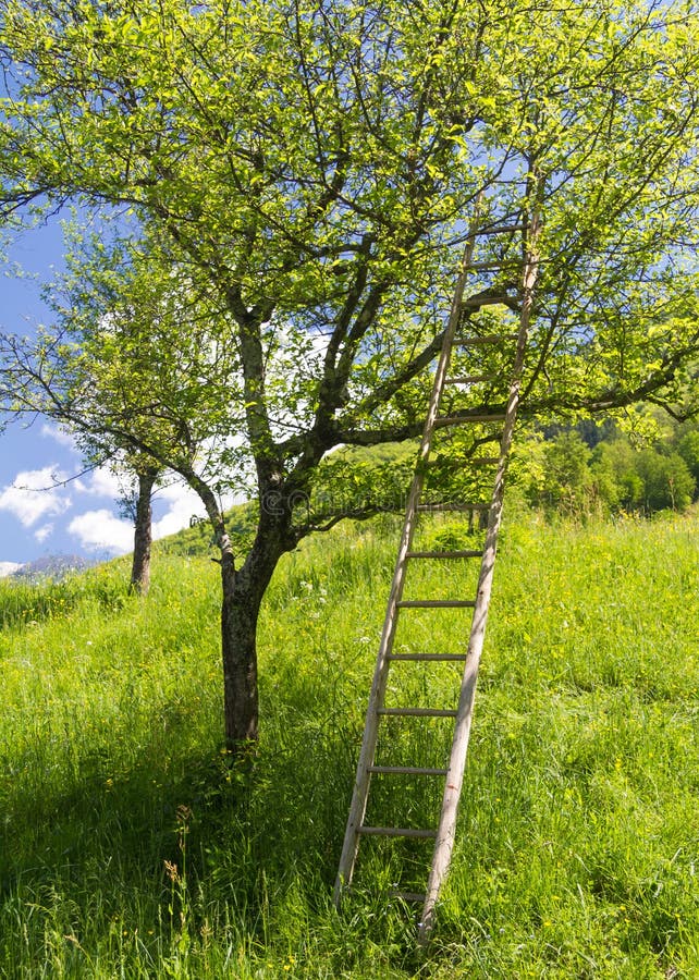 Tree with a ladder stock image. Image of gardening, green - 24717263