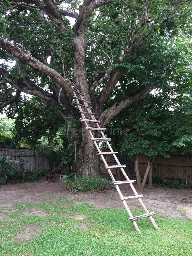 Tree ladder stock image. Image of gardening, tree, ladder - 66897705