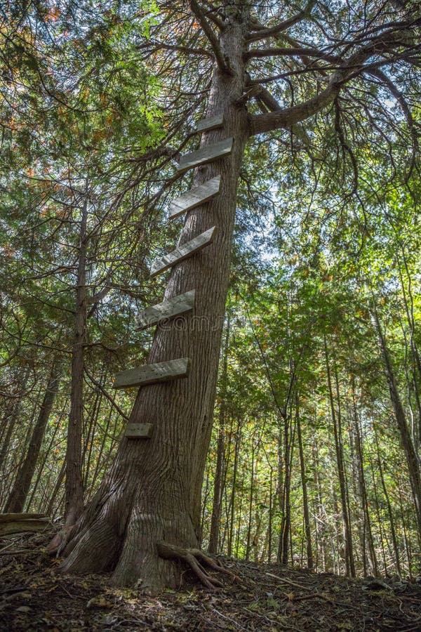 Tree ladder stock photo. Image of autumn, nature, escalate - 45063904