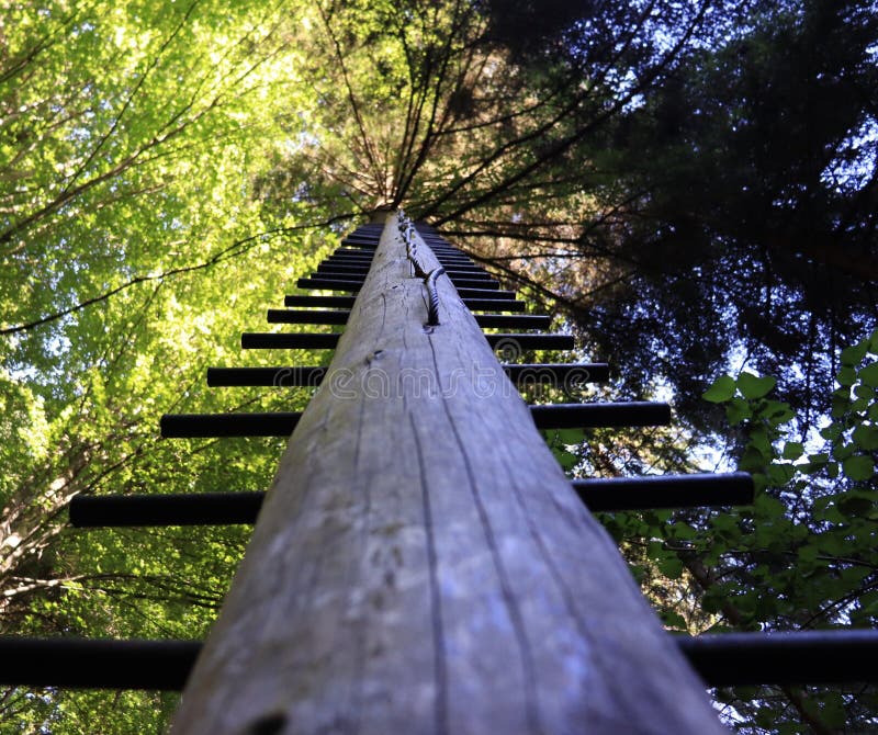 A tree with a ladder stock image. Image of woodland - 292889659