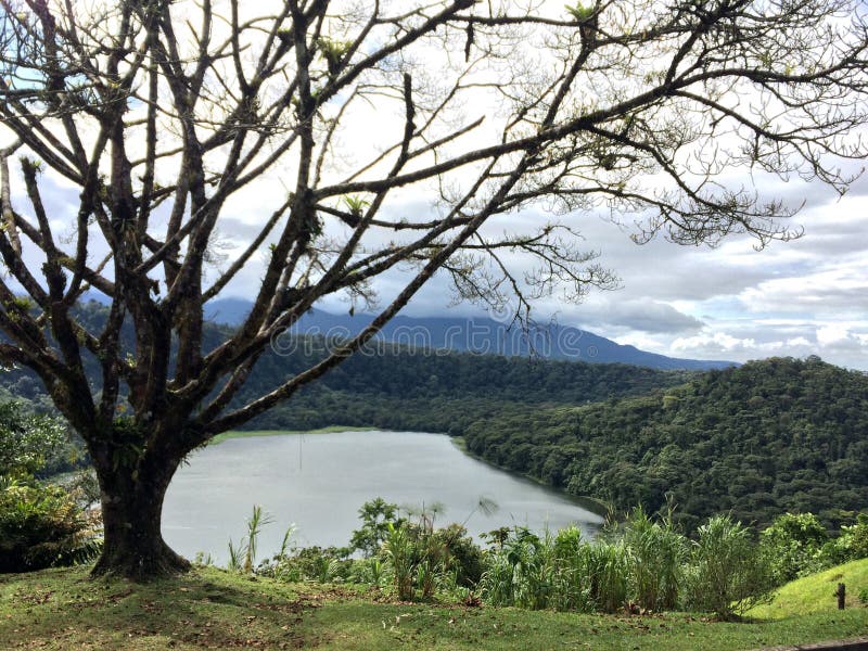 Tree in the lagoon stock photo. Image of rubber, front - 64336192