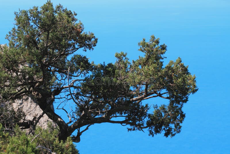 Tree and lagoon stock image. Image of stone, tourist - 31268589