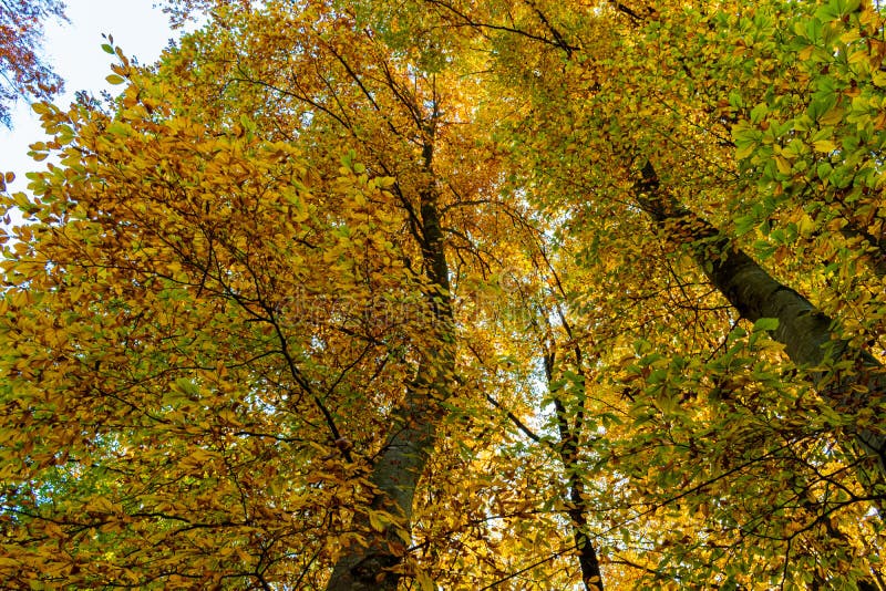 Tree Laid from Bottom To Top with Yellow and Green Leaves Stock Image ...