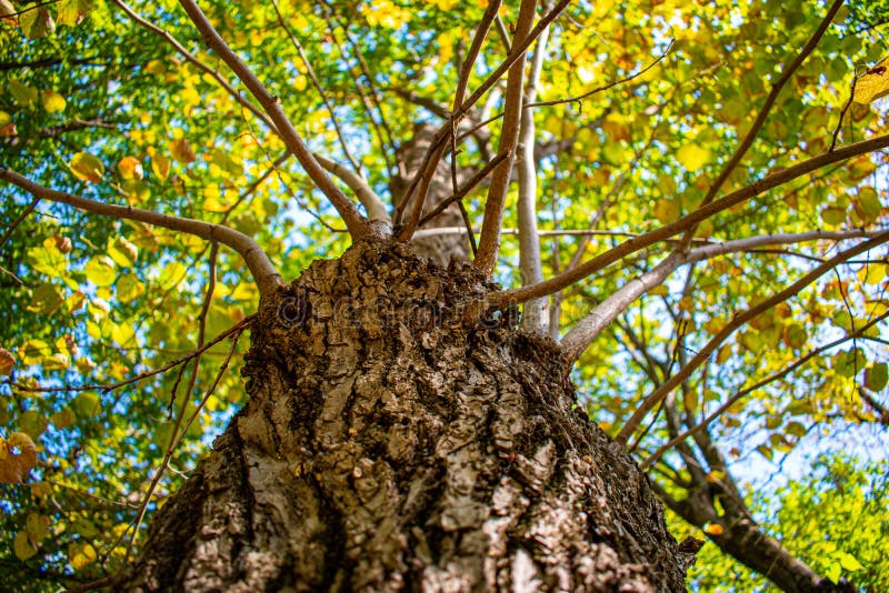 Tree Laid from Bottom To Top with Yellow and Green Leaves Stock Image ...