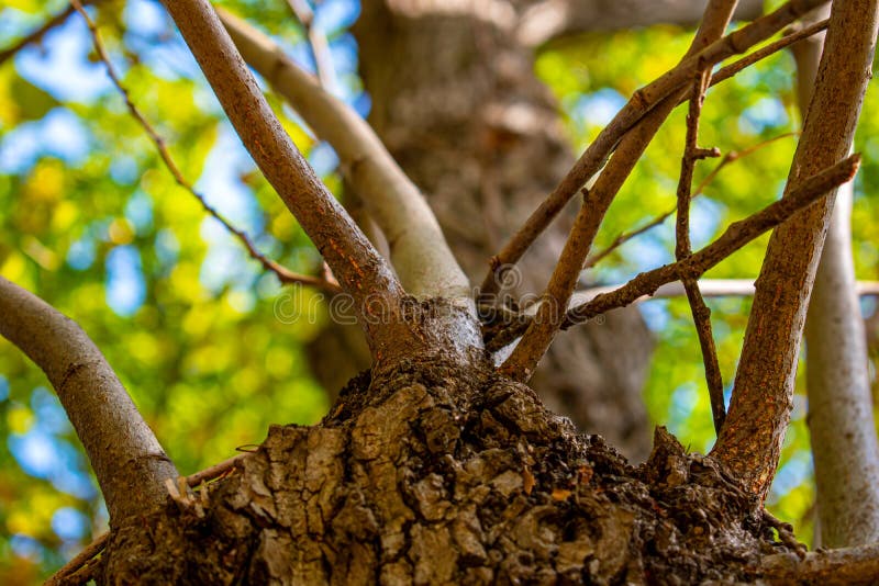 Tree Laid from Bottom To Top with Yellow and Green Leaves Stock Image ...