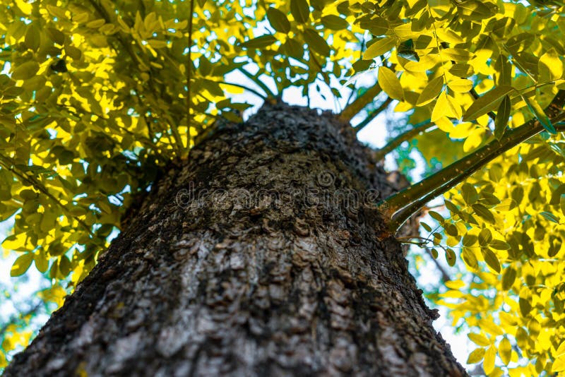 Tree Laid from Bottom To Top with Yellow and Green Leaves Stock Image ...
